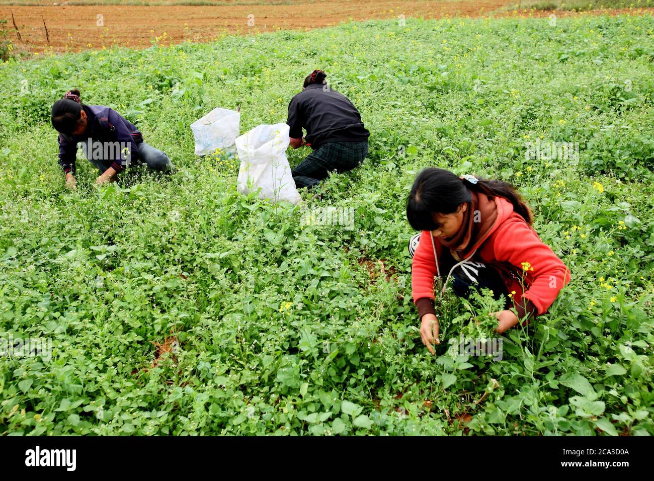 Work, farm, china hi-res stock photography and images - Alamy