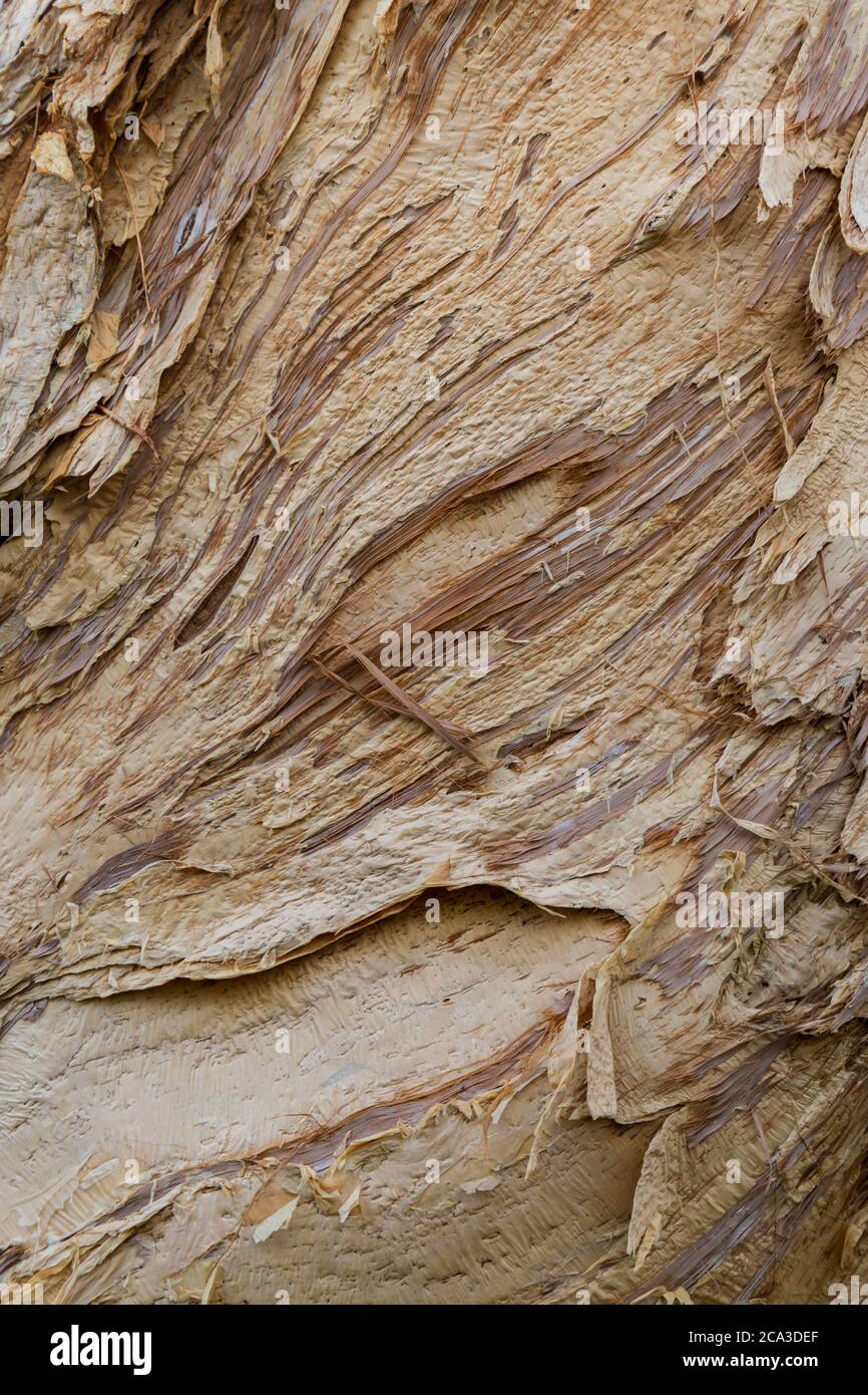 A full frame photograph of a textured tree trunk Stock Photo - Alamy
