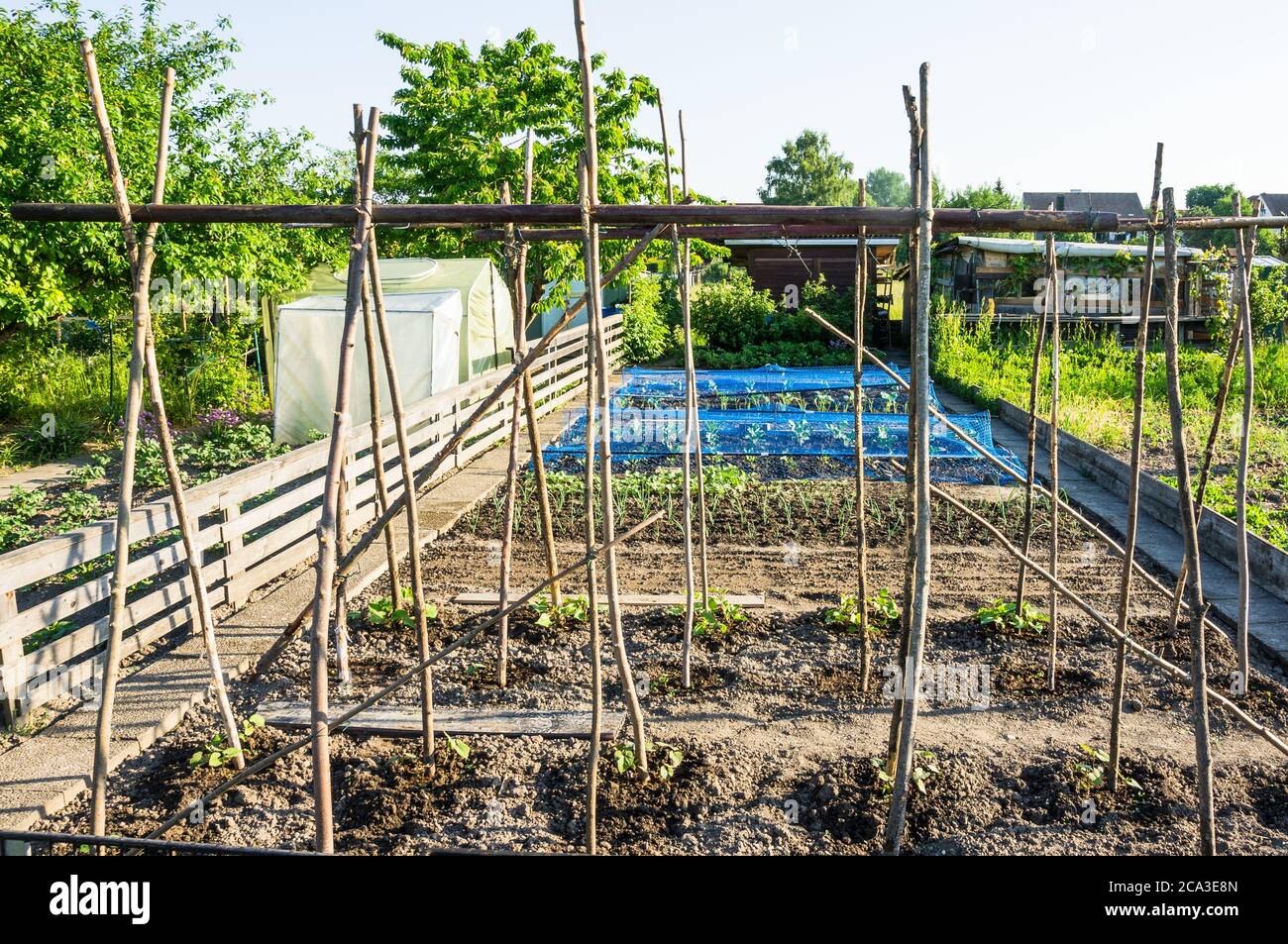 Fresh runner bean plants and other vegetables on a vegetable garden ...