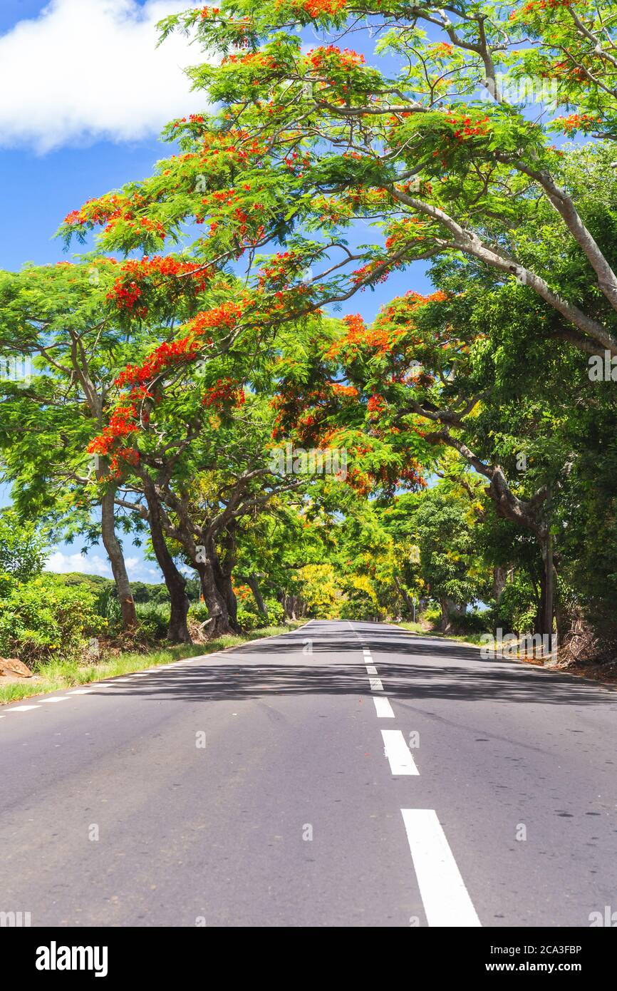 Mauritius road with beautiful exotic tree with red flowers Flamboyant ...