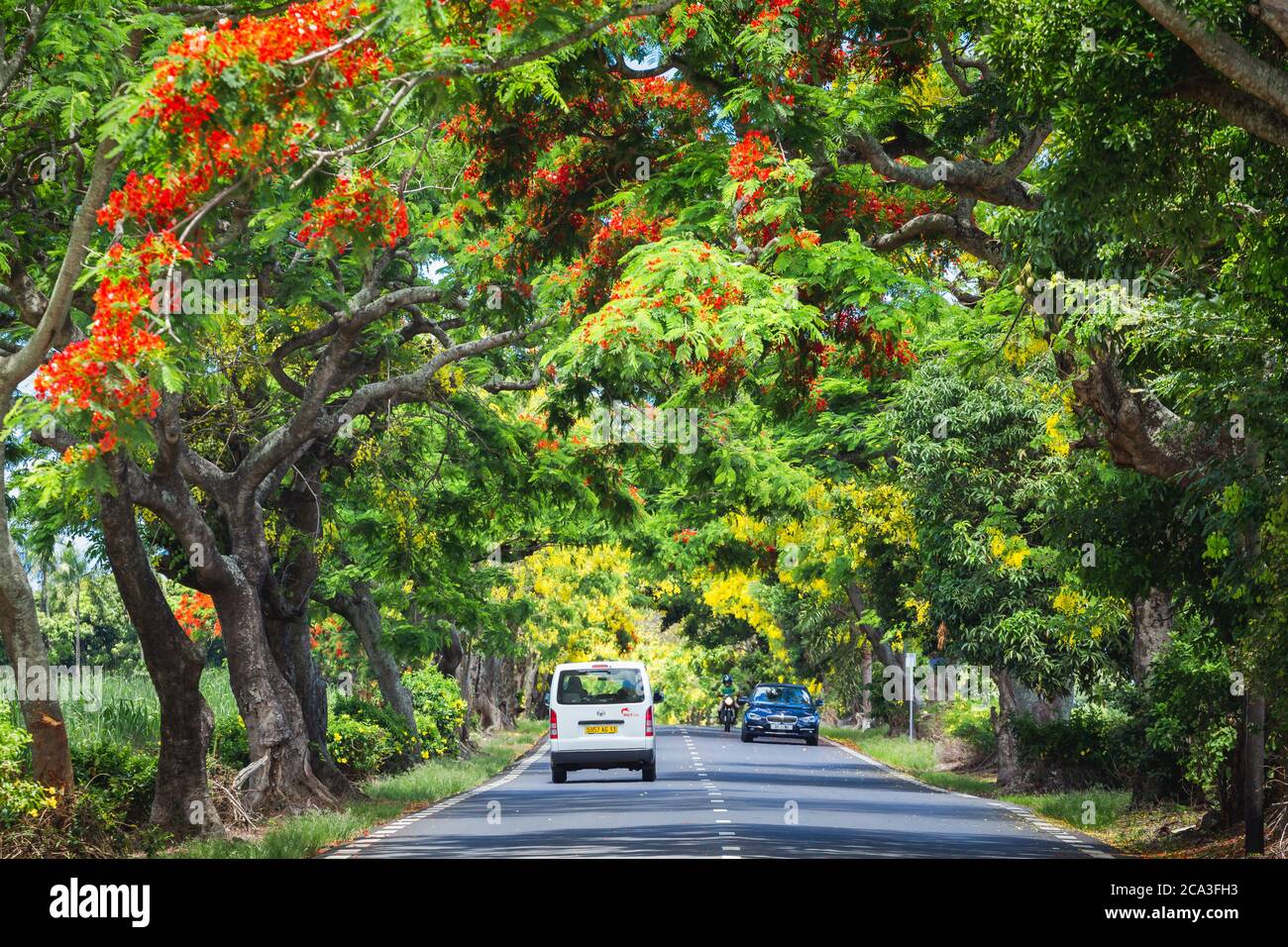 [Mauritius, Africa - Dec 2020] Mauritius road with beautiful exotic ...