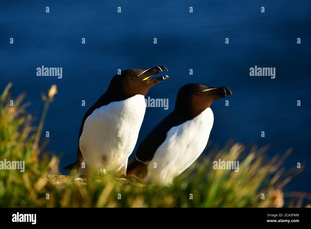 Birds of iceland hi-res stock photography and images - Alamy