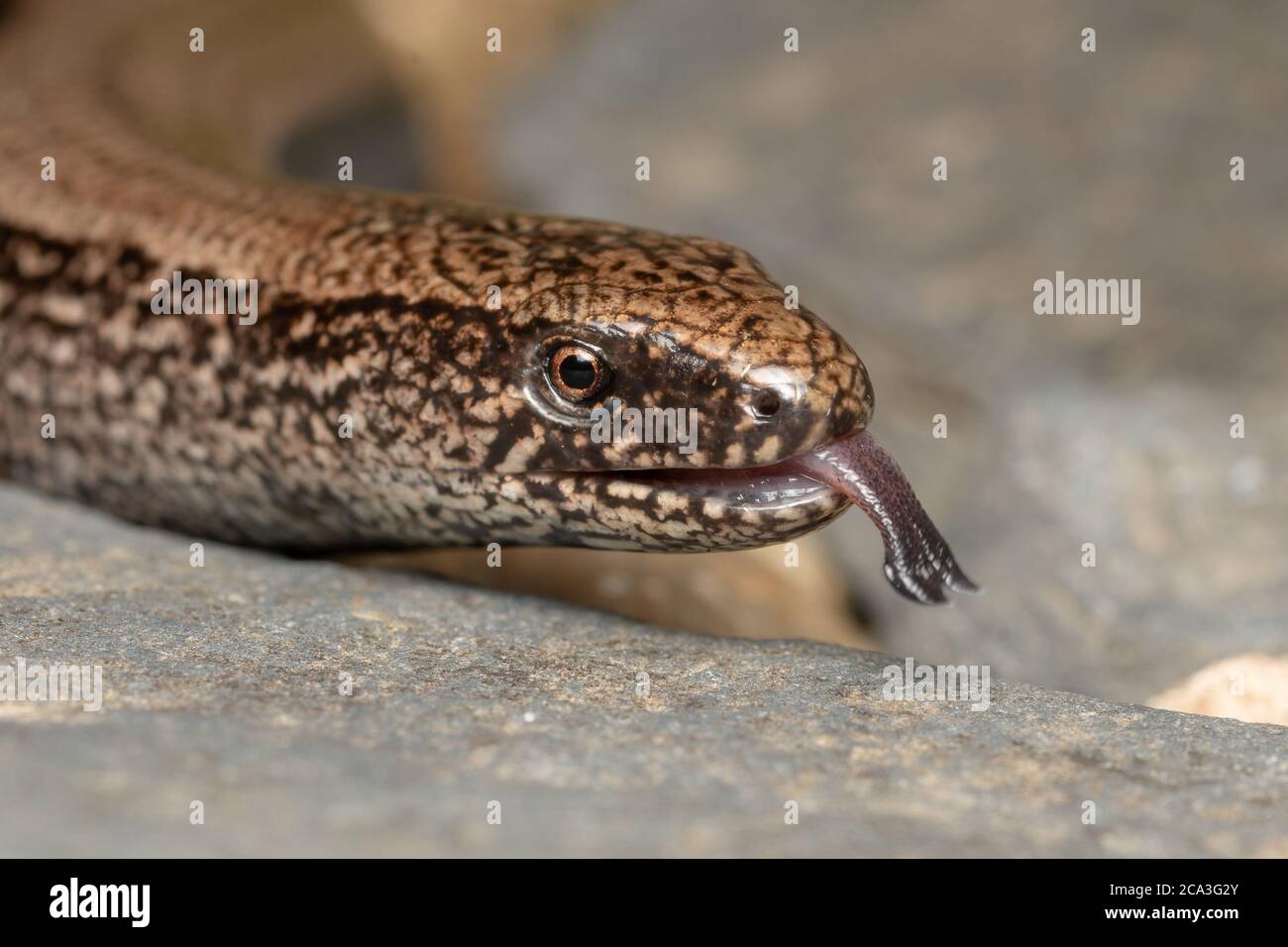 Tongue worm hi-res stock photography and images - Alamy
