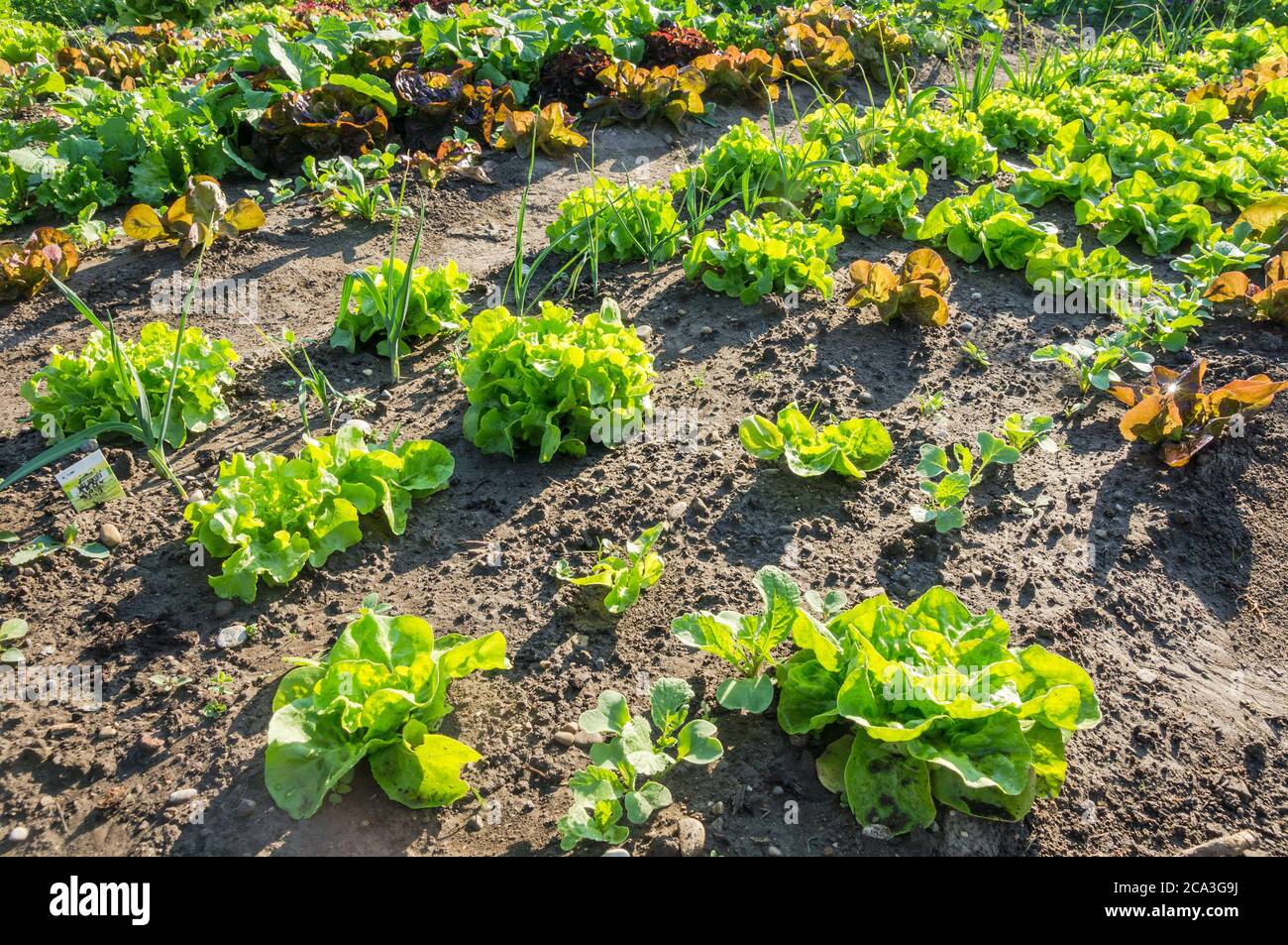 Young lettuce plants on a vegetable garden patch/Fresh young green and ...