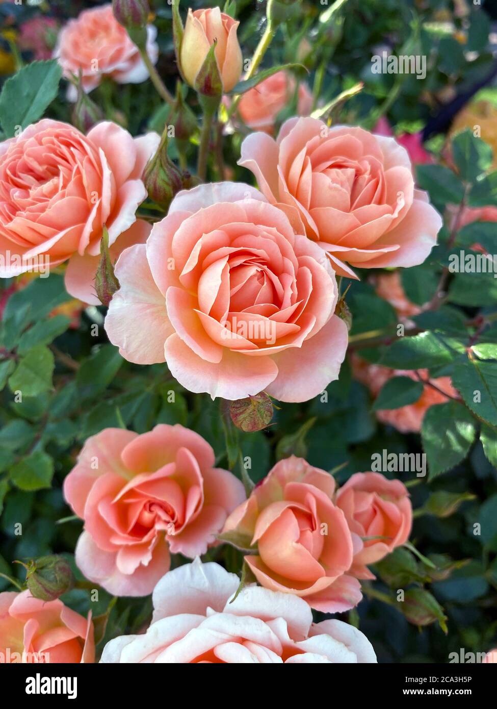 Curly rose hi-res stock photography and images - Alamy