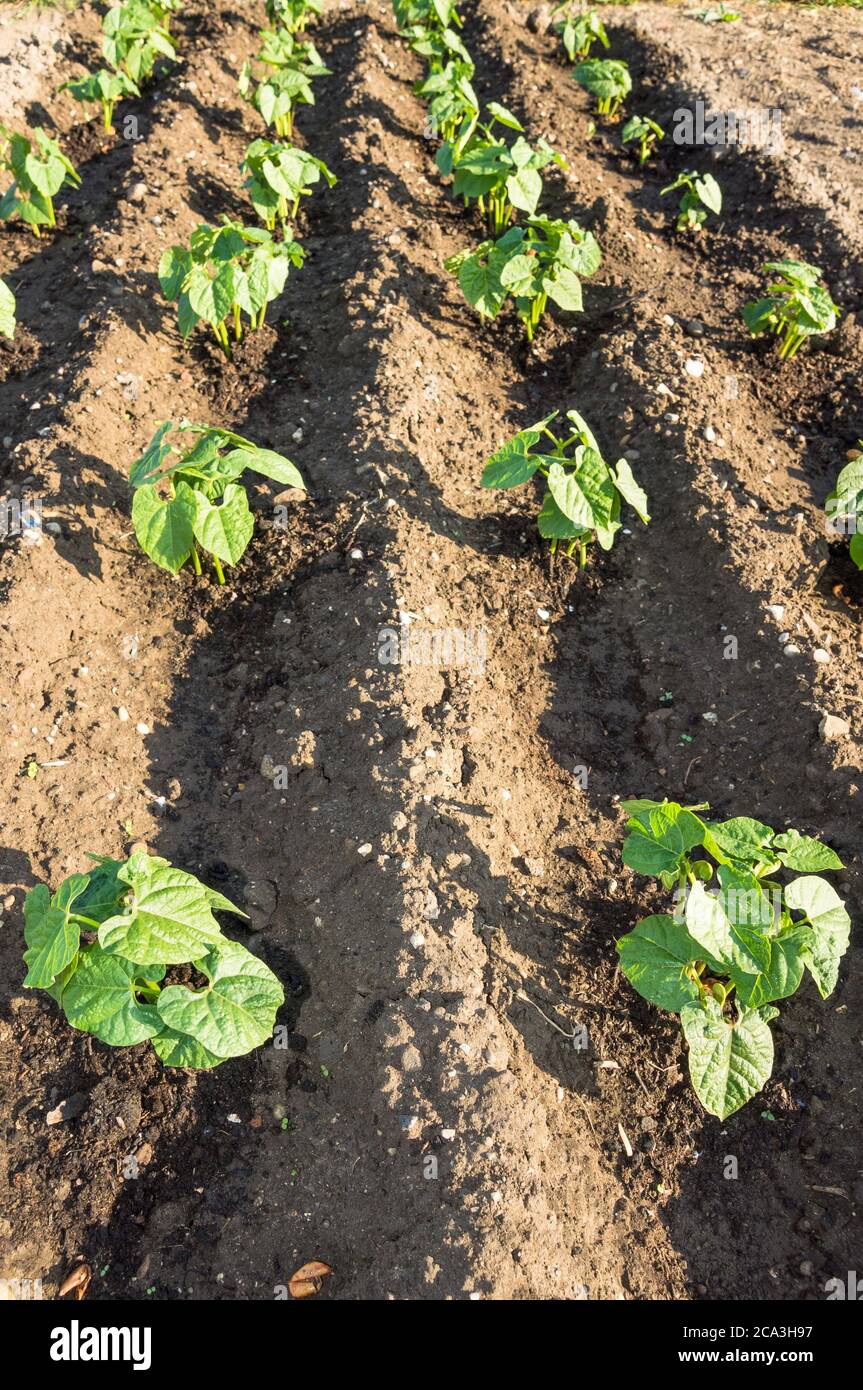 Fresh young string bean plants on a sunny vegetable garden patch ...