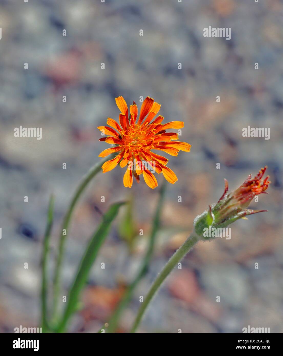 Orange agoseris or mountain dandelion (Agoseris aurantiaca). A plant in ...