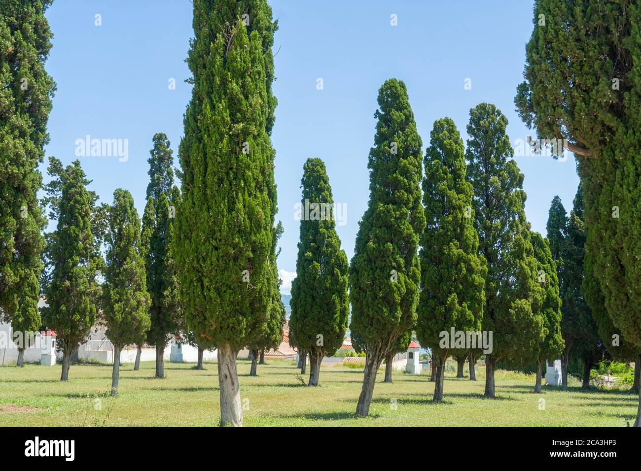 Spring bellus hi-res stock photography and images - Alamy