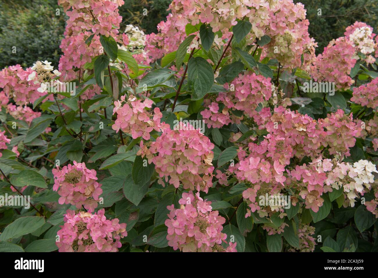 Pink Diamond Hydrangea
