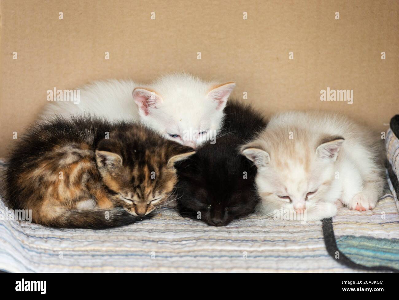 Cute kittens sleep hi-res stock photography and images - Alamy