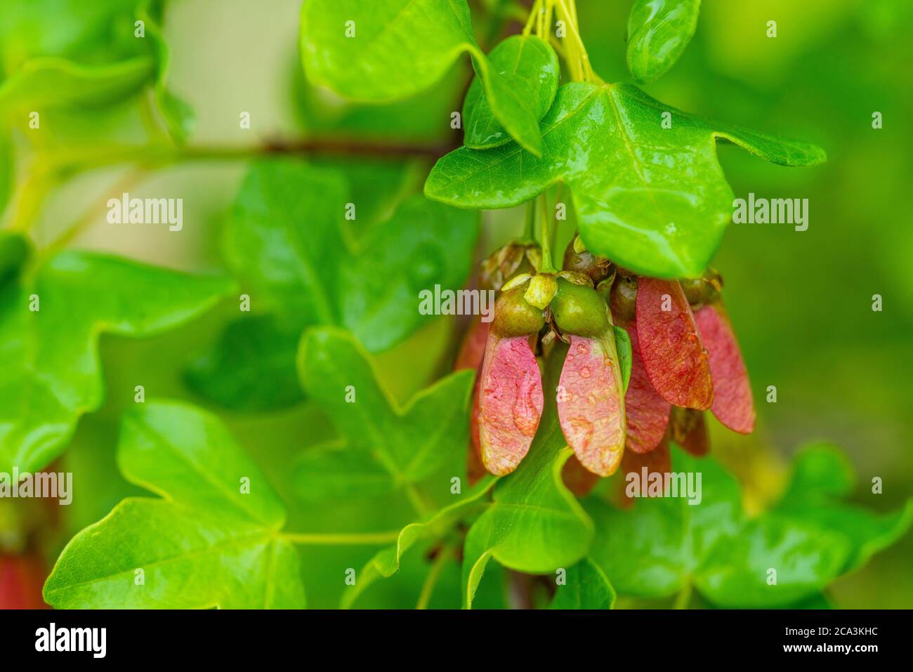Acer monspessulanum montpellier maple hi-res stock photography and ...