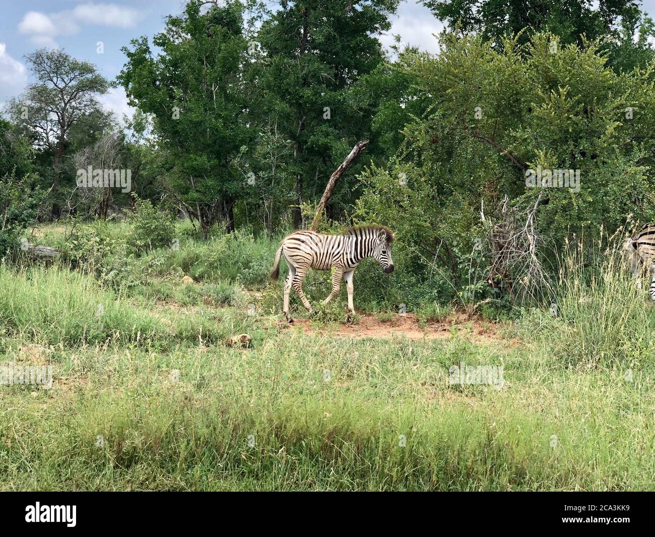 Baby zebra on the way to its family Stock Photo - Alamy