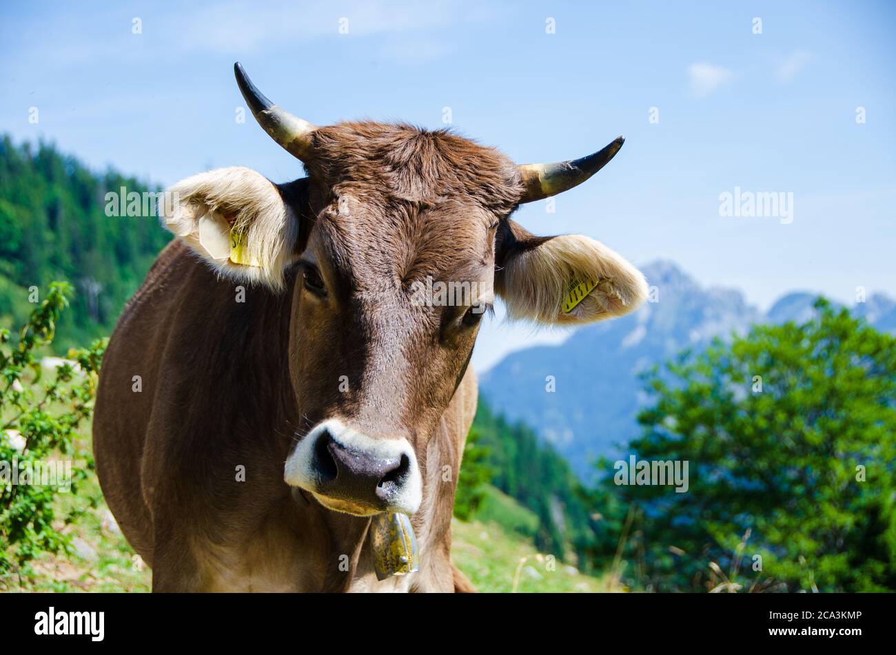 Bavarian cow hi-res stock photography and images - Alamy