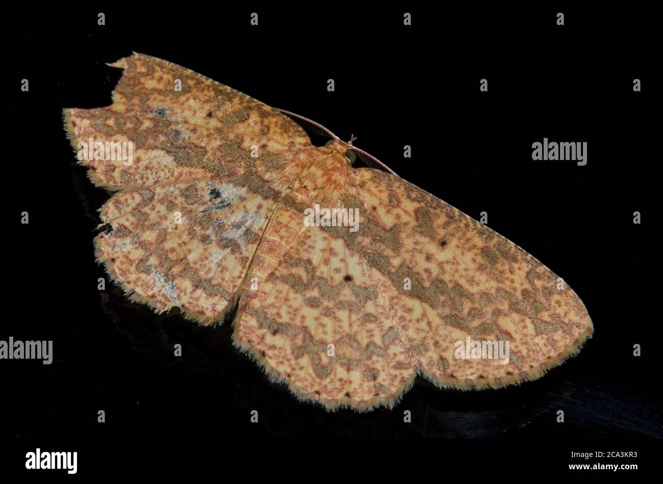 Moth camouflage pattern hi-res stock photography and images - Alamy