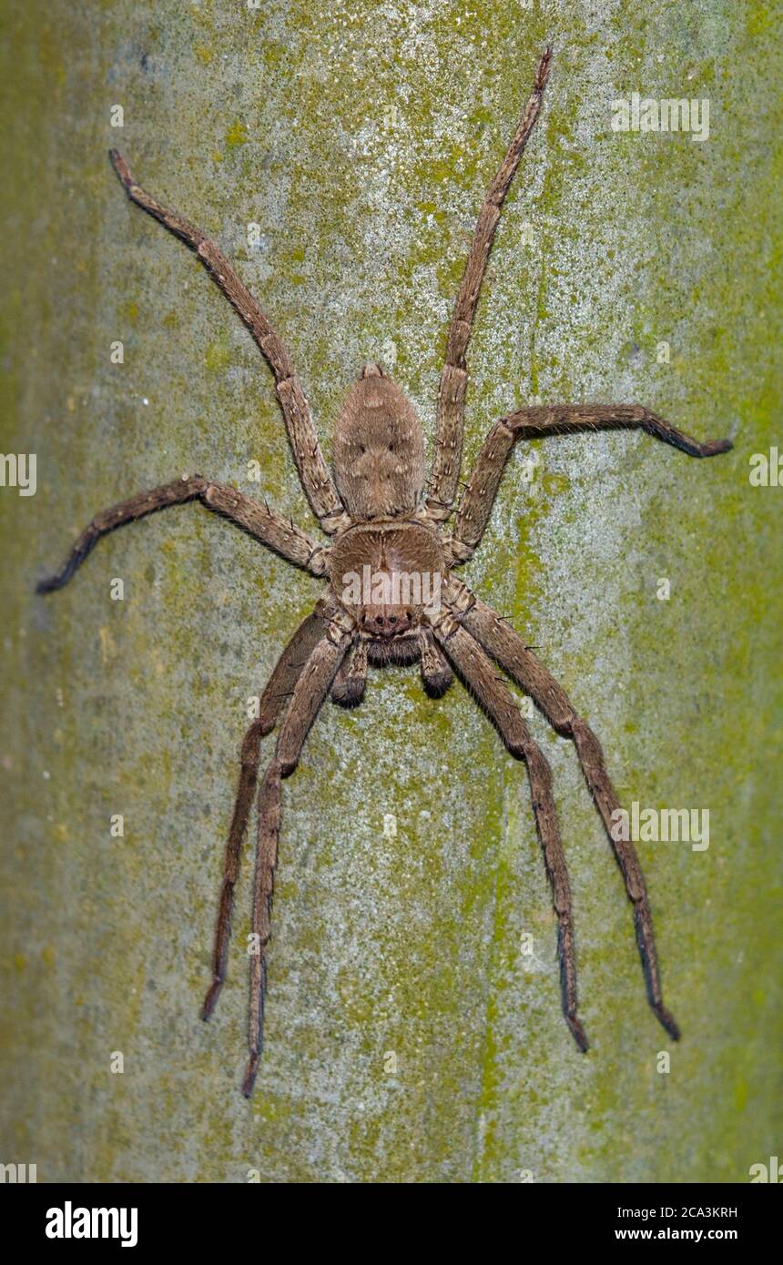 Bali Indonesia Giant Spider High Resolution Stock Photography and ...