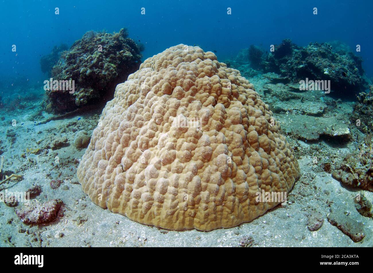 Porite High Resolution Stock Photography and Images - Alamy