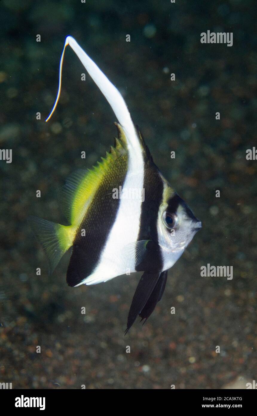 Long Dorsal Fin High Resolution Stock Photography and Images - Alamy