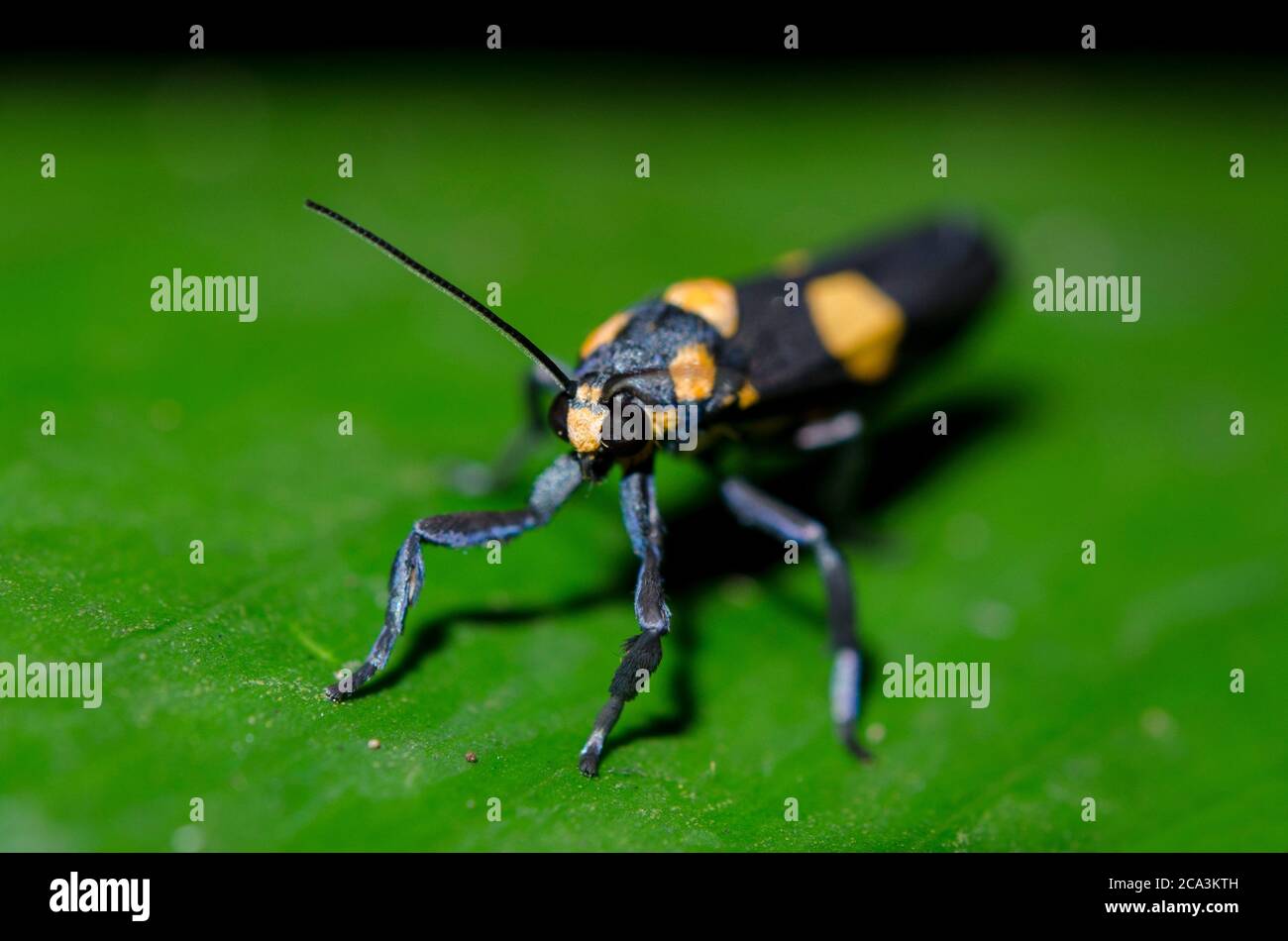 Spotted tiger moth hi-res stock photography and images - Alamy