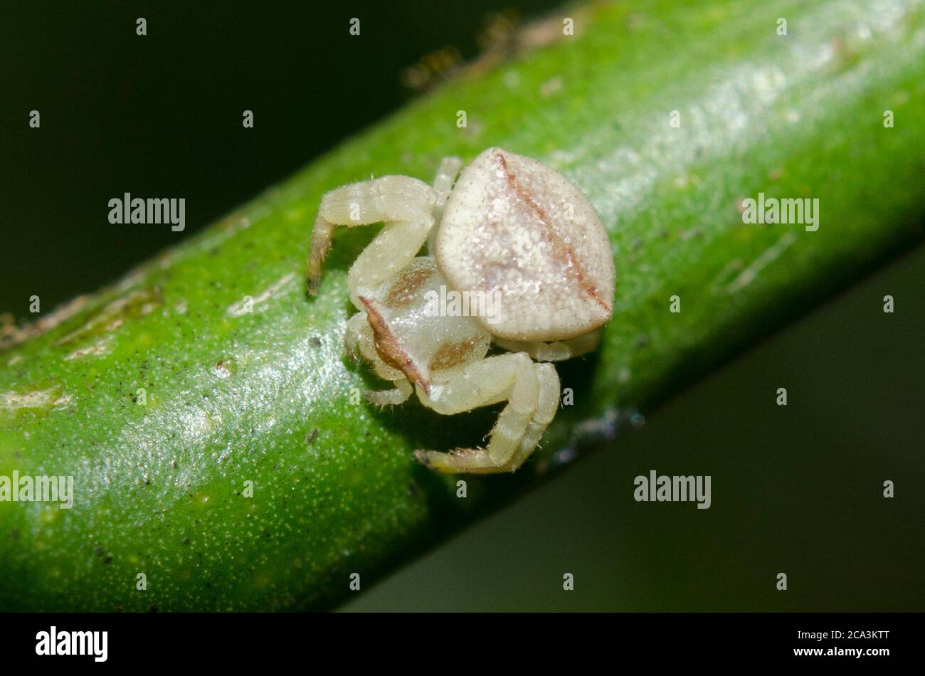 Thomisus sp crab spider hi-res stock photography and images - Alamy