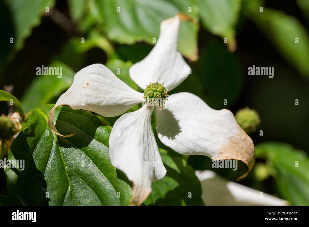 Korean dogwood hi-res stock photography and images - Alamy
