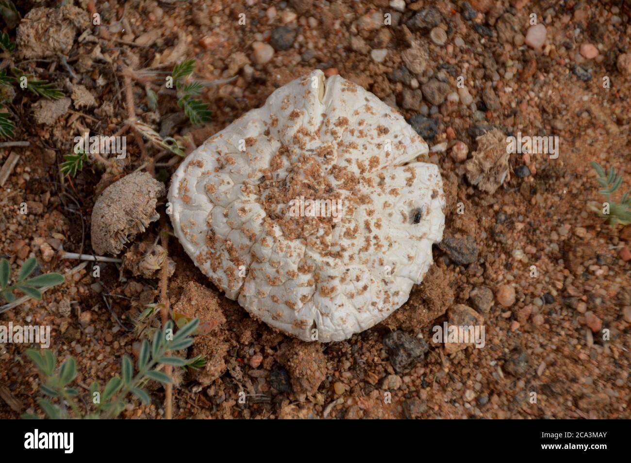 Desert fungus hi-res stock photography and images - Alamy