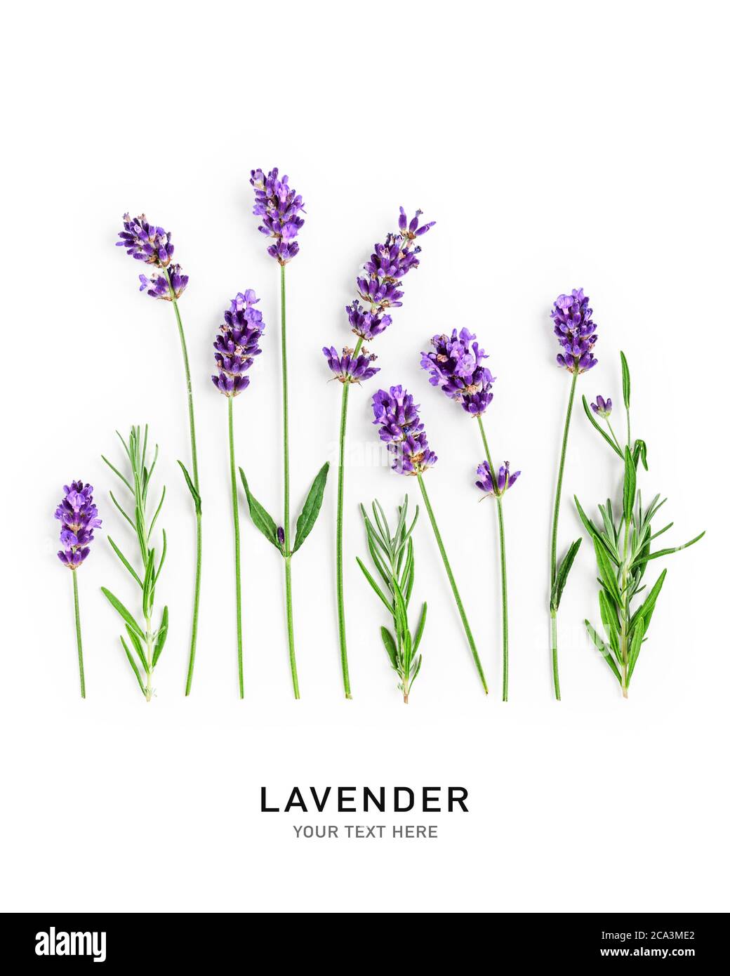 Lavender flowers and leaves creative layout isolated on white ...