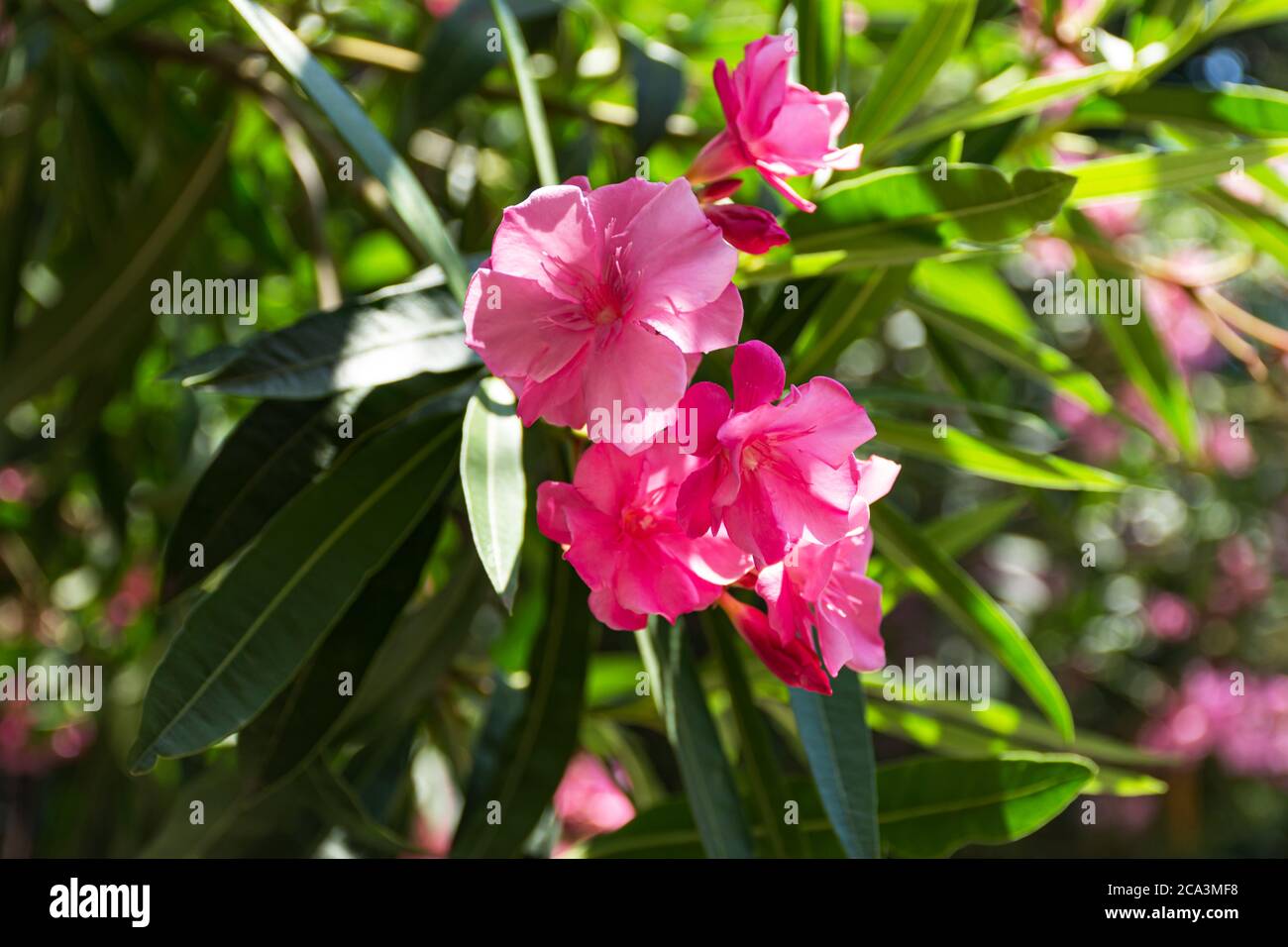 Oleander pink lat. Nerium is an evergreen southern plant. Pink exotic ...