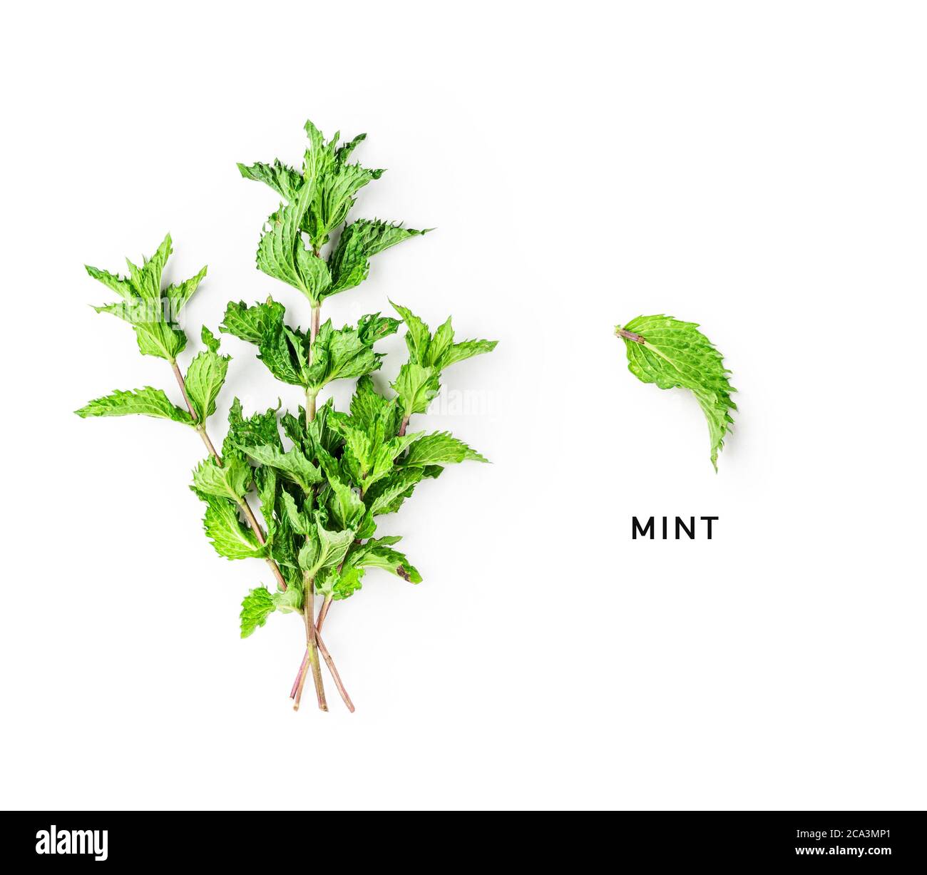 Mint bunch and leaf creative layout isolated on white background. Top ...