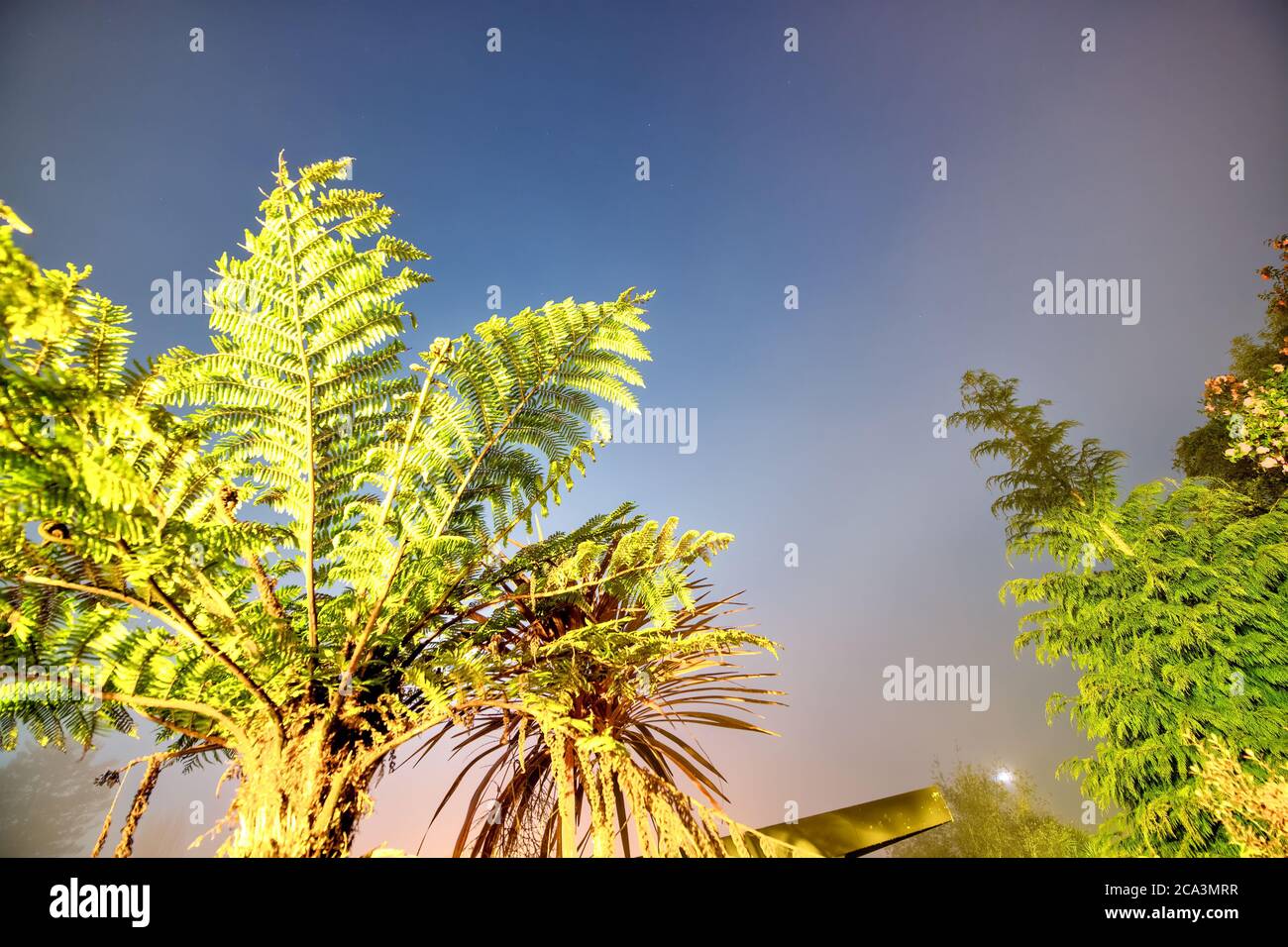 Beautiful trees with mist on the background at night Stock Photo - Alamy