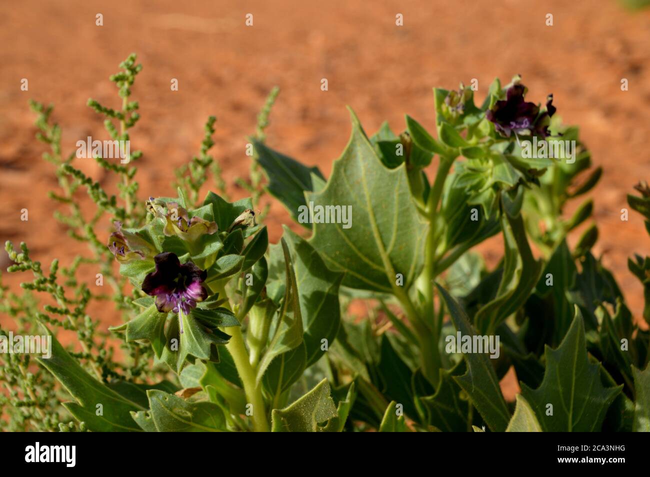 Succulent shrub hi-res stock photography and images - Alamy