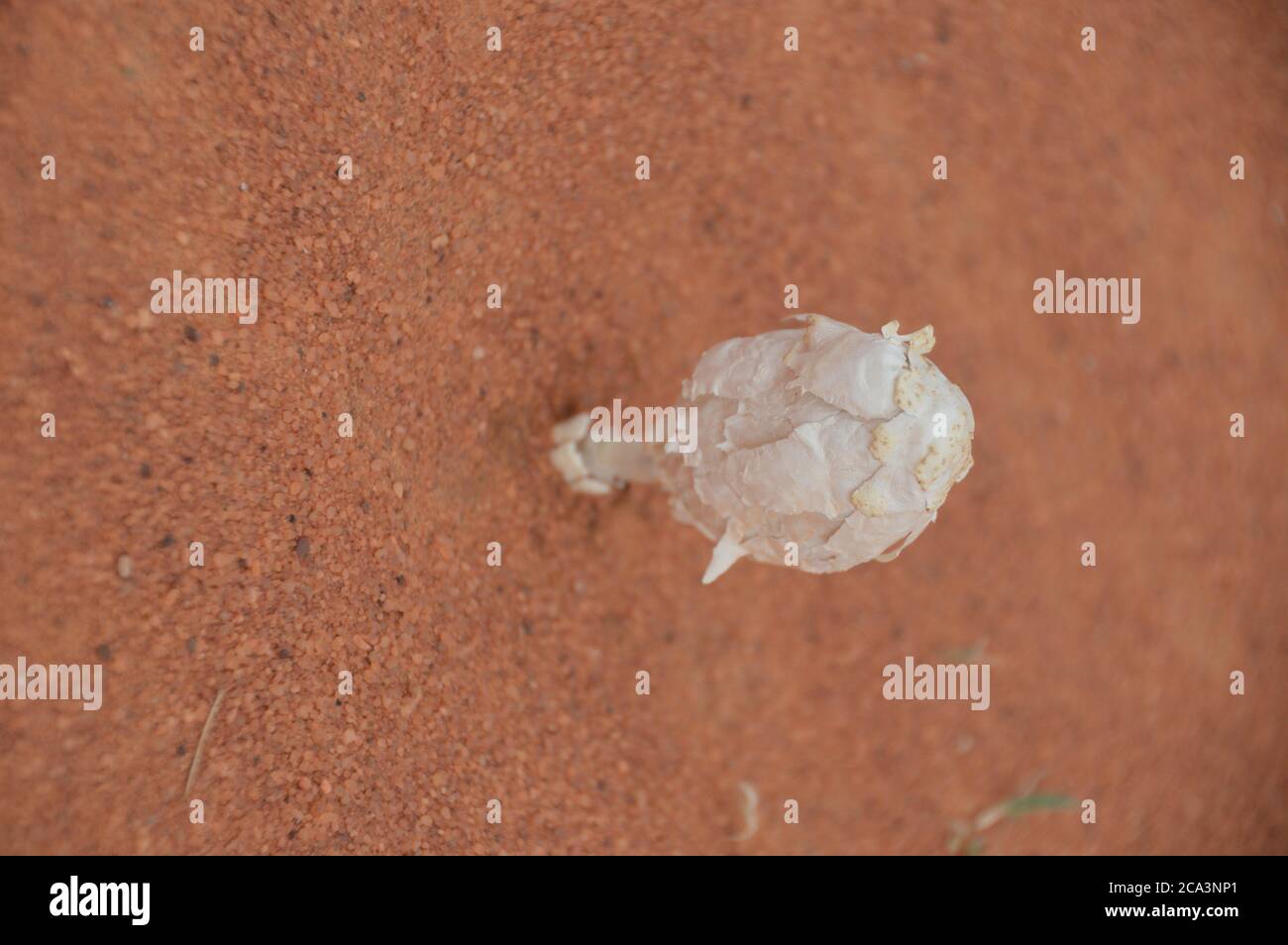 Algeria, Illizi, Tassili N'Ajjer National Park: Podaxis pistillaria, a ...