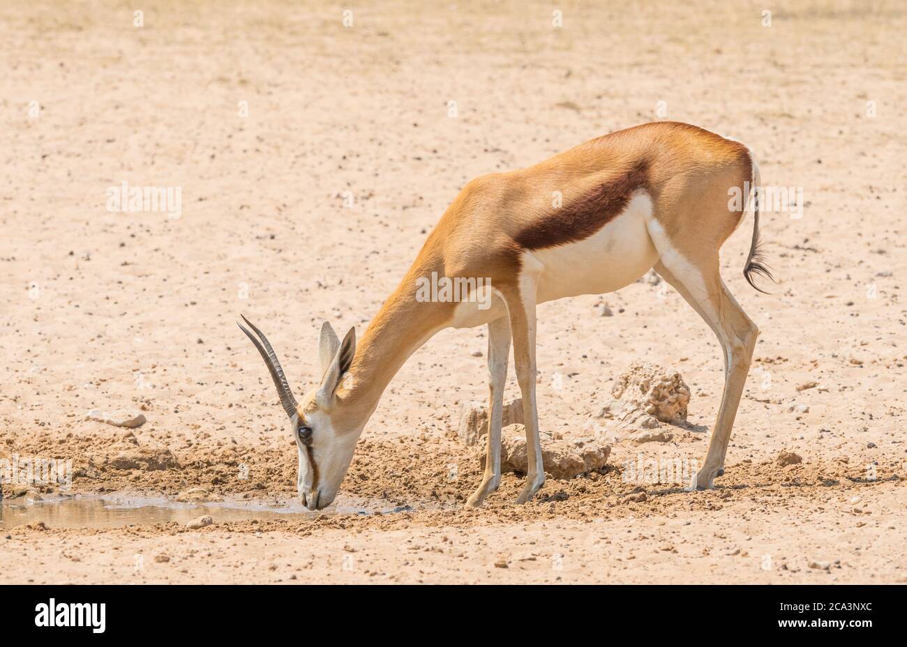 A female springbok drinking at a waterhole in the Kgalagadi ...