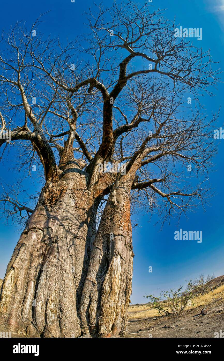 Baobab Tree, Adansonia digitata, Chobe National Park, Botswana, Africa ...