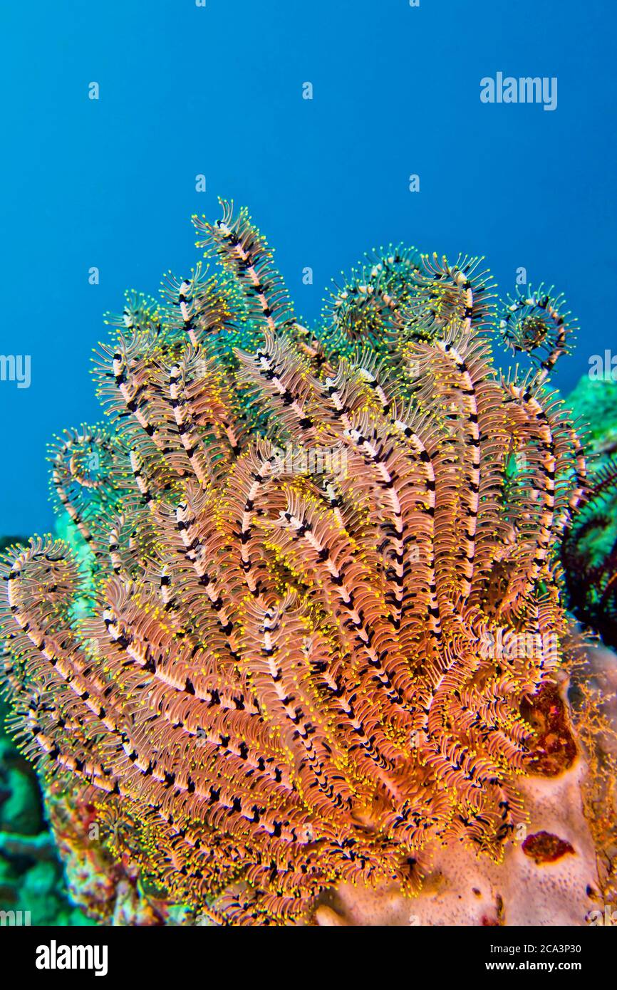 Underwater Crinoid Feather Star High Resolution Stock Photography and ...