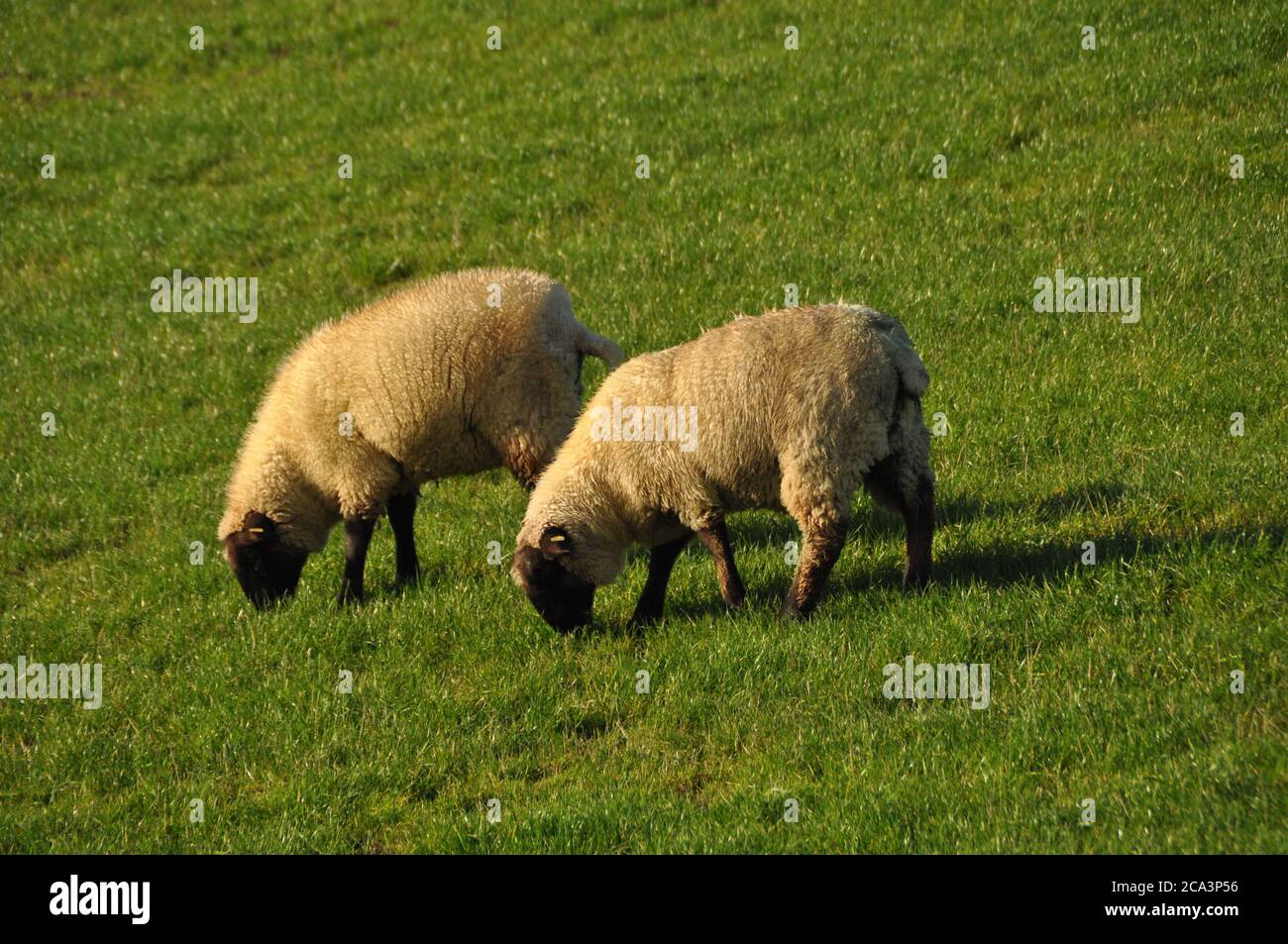 Two white sheep hi-res stock photography and images - Alamy