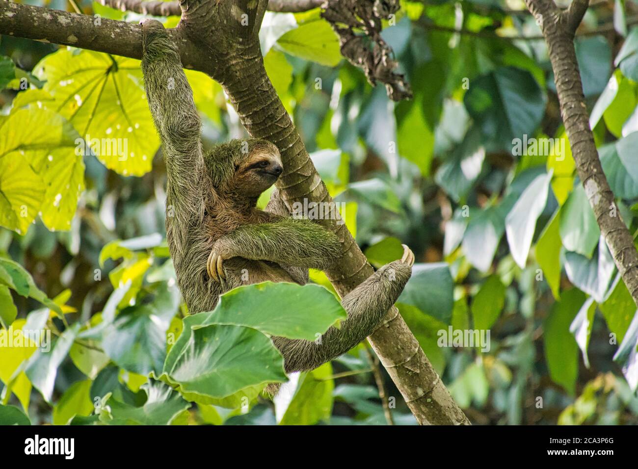 Pale-throated Sloth, Bradypus tridactylus, Three-toed Sloth, Tropical ...