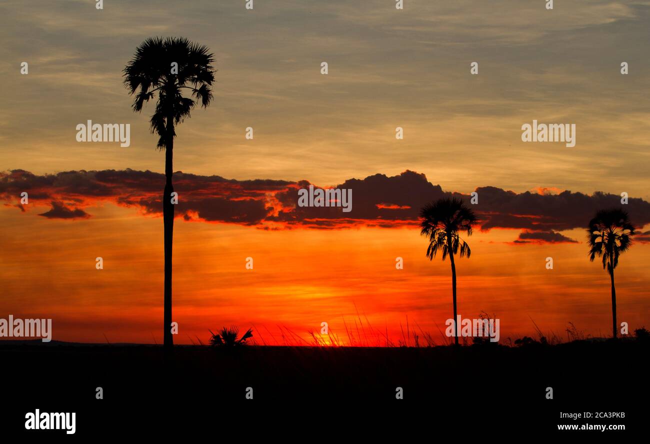 Stately Borassus Palms stand silhouetted against the dawn light on the ...