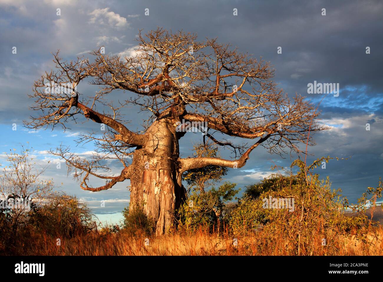 A massive ancient Baobab stands bathed in the light of late afternoon ...