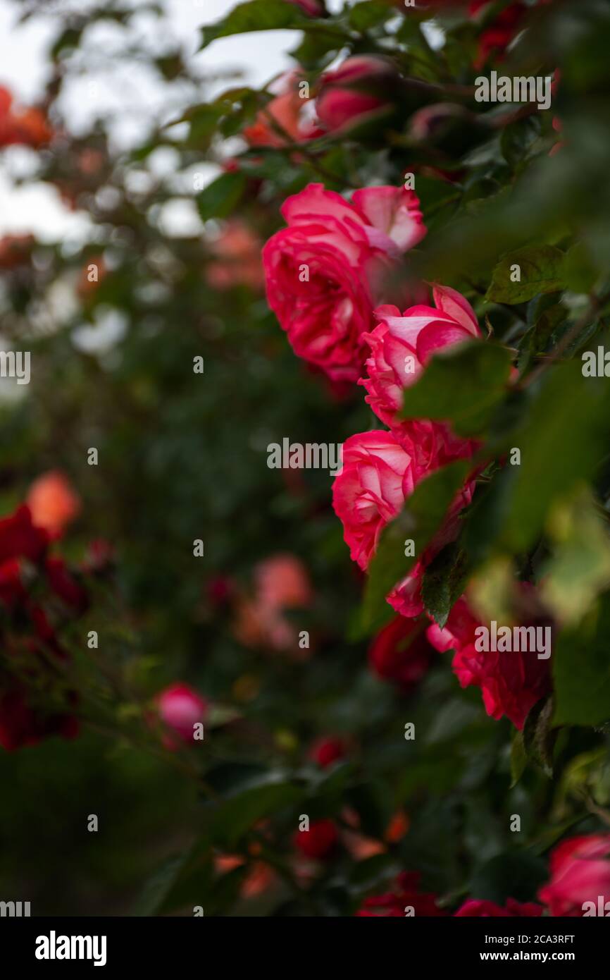 Trailing Stem High Resolution Stock Photography and Images - Alamy