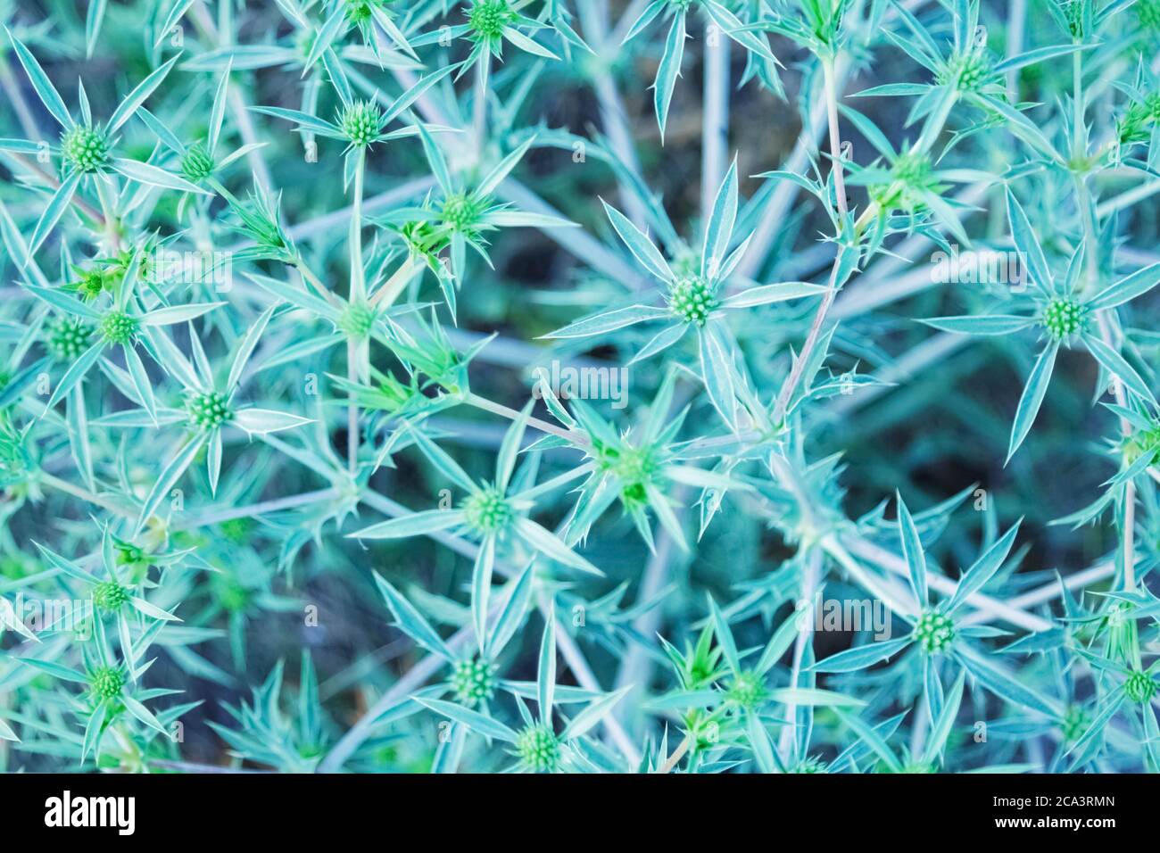 Blue ton hi-res stock photography and images - Alamy