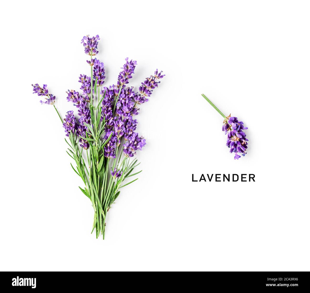 Lavender flowers and leaves creative layout isolated on white ...