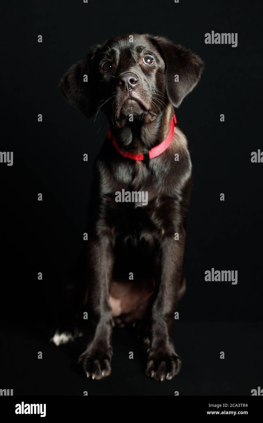 Labrador puppy in studio lighting and dark background with red collar ...