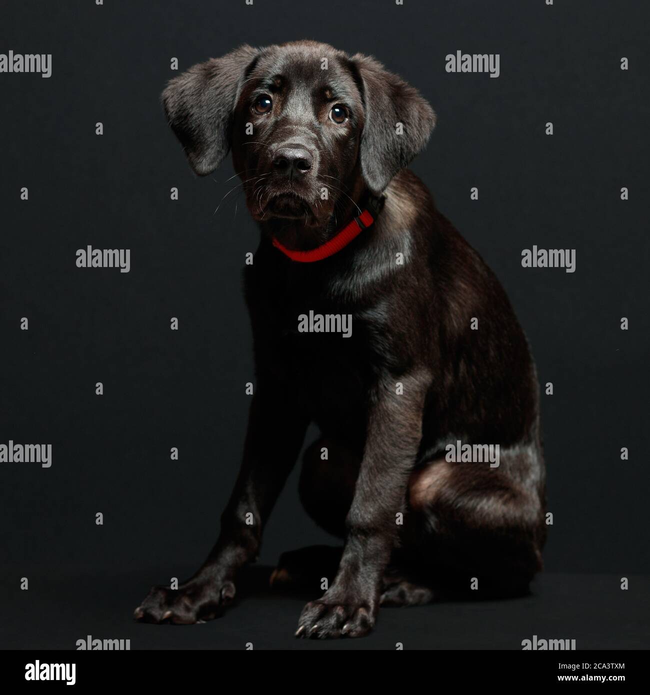 Labrador puppy in studio lighting and dark background with red collar ...