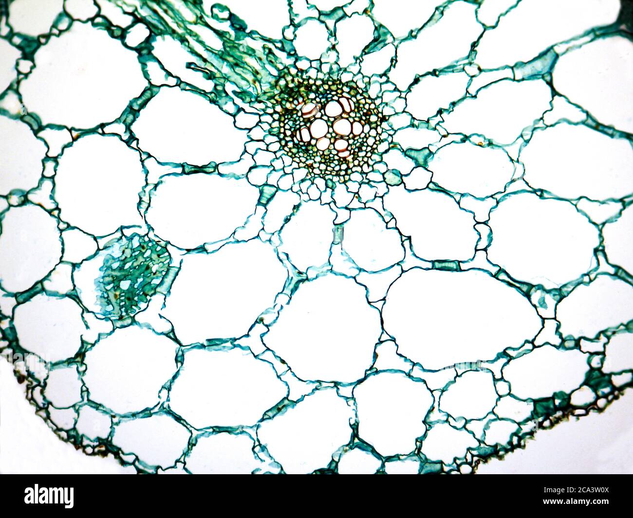 Microphotography of a cross section of lotus root Stock Photo - Alamy
