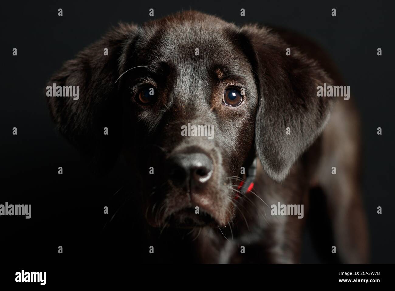 Labrador puppy in studio lighting and dark background with red collar ...