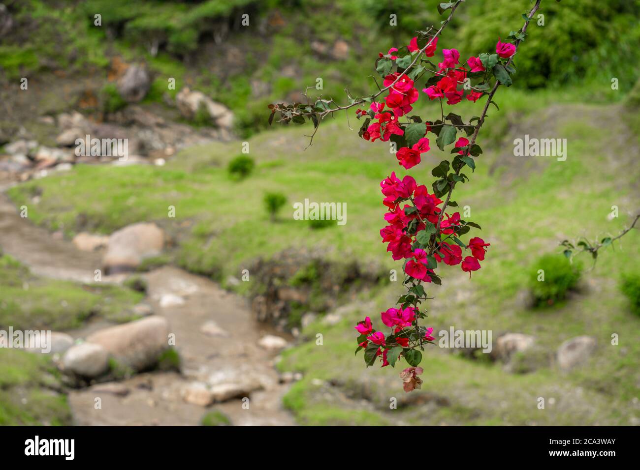 A branch of red blooming mountain flowers. Landscape of green hills ...