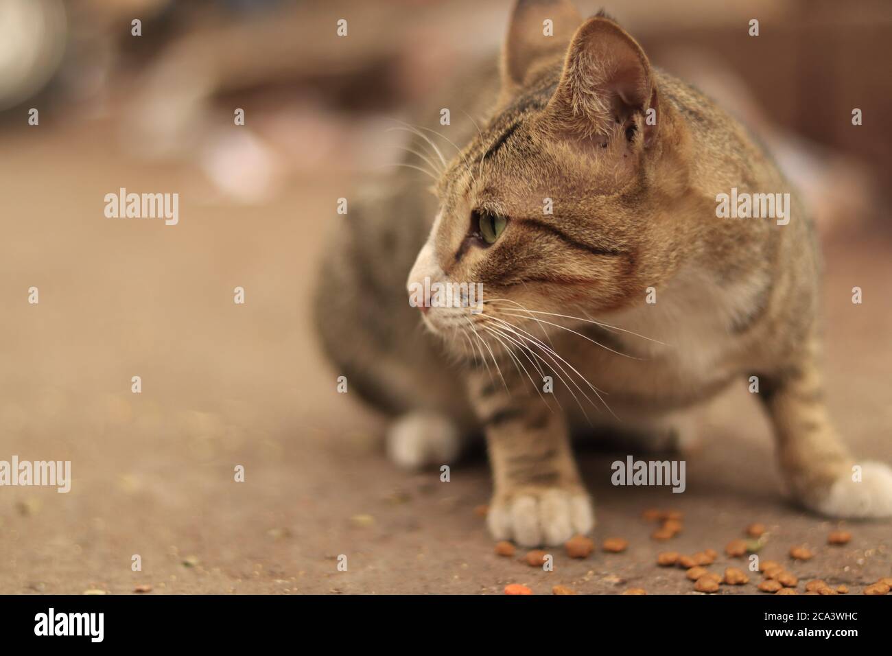 Indian cat hi-res stock photography and images - Alamy