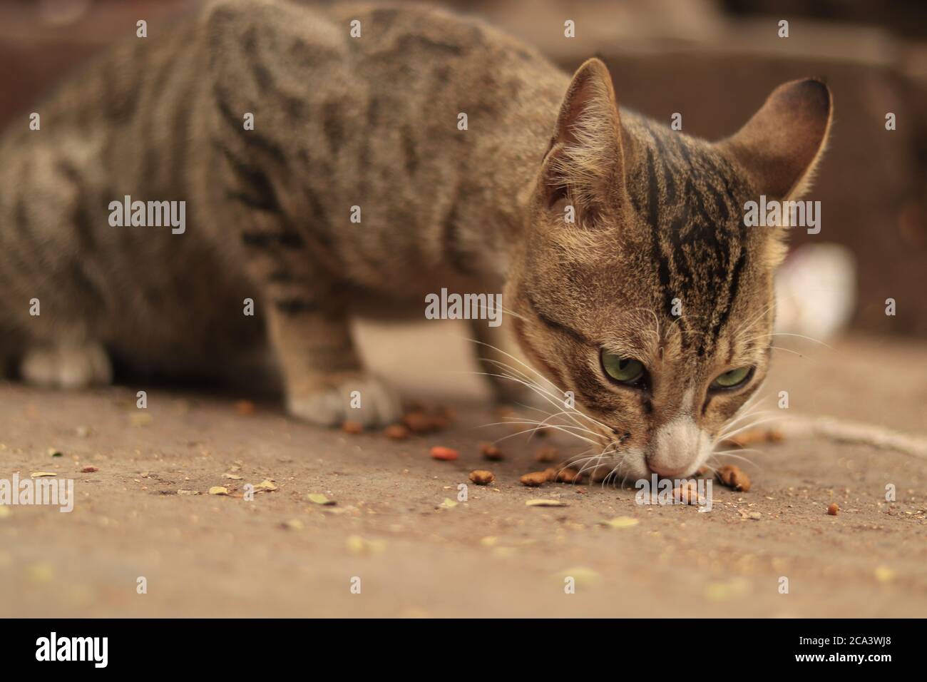 Indian cat hi-res stock photography and images - Alamy