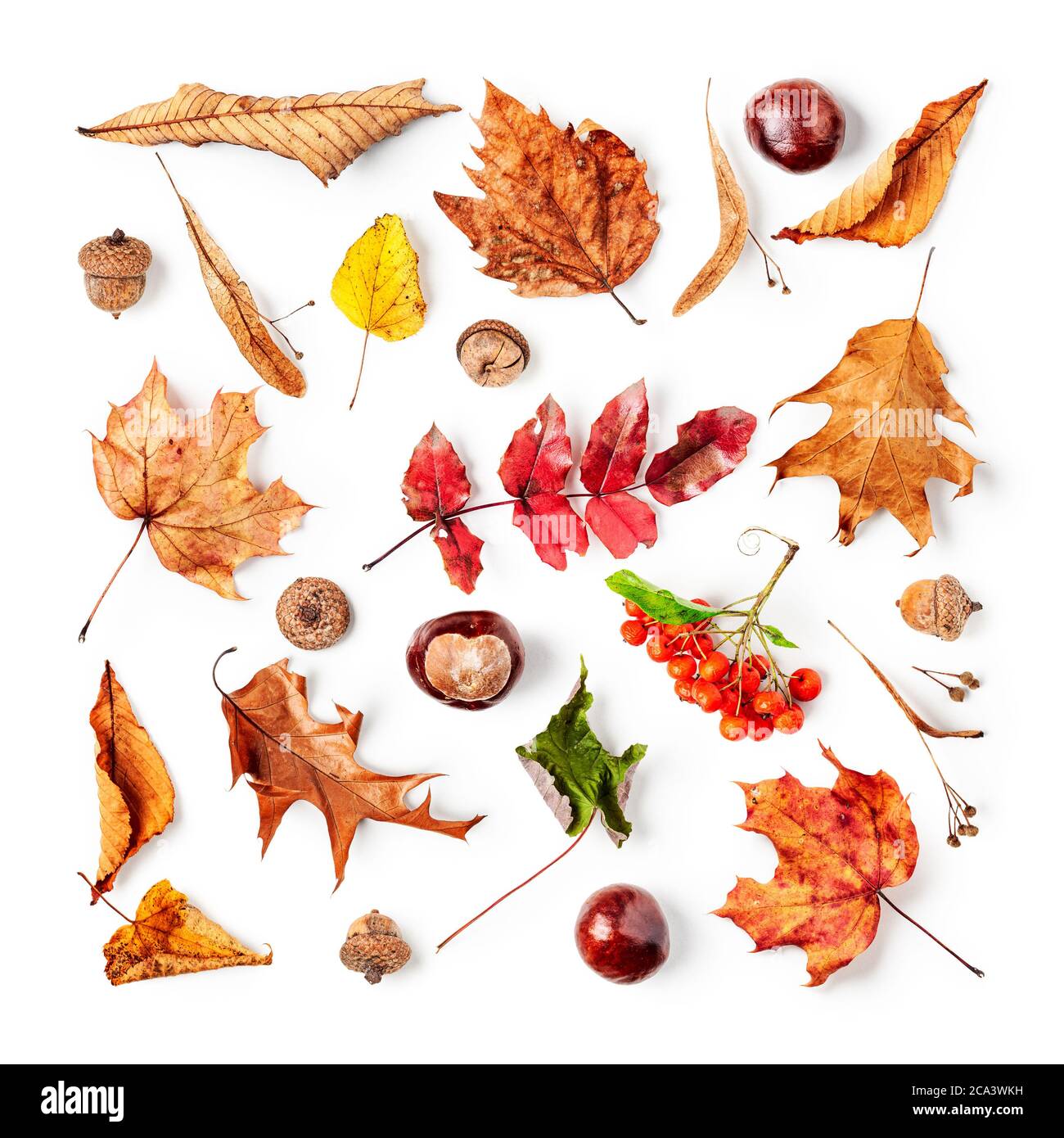 Autumn leaves creative background. Composition and pattern made of ...