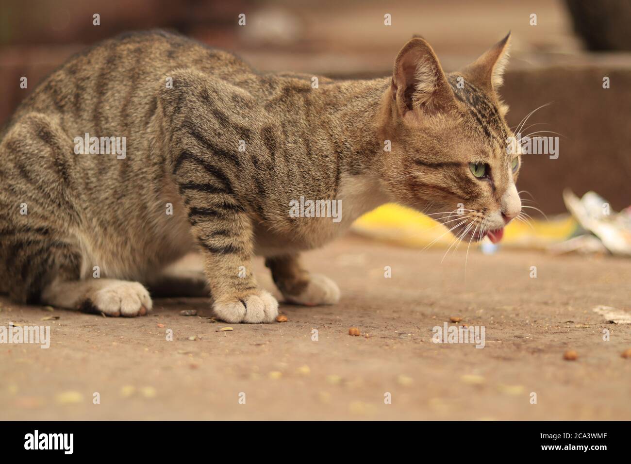 Indian cat hi-res stock photography and images - Alamy